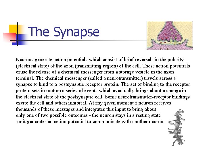 The Synapse Neurons generate action potentials which consist
