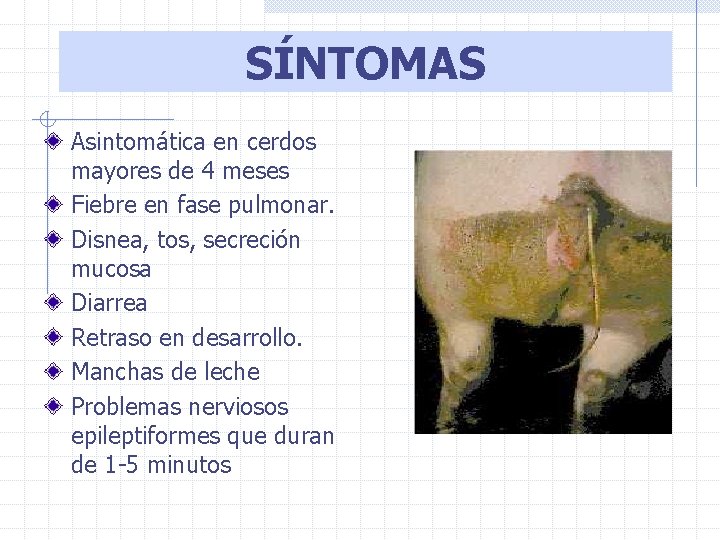 ASCARIASIS EN PORCINOS DEFINICIN Infeccin causada por la