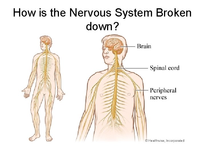 The Nervous System What makes us feel act