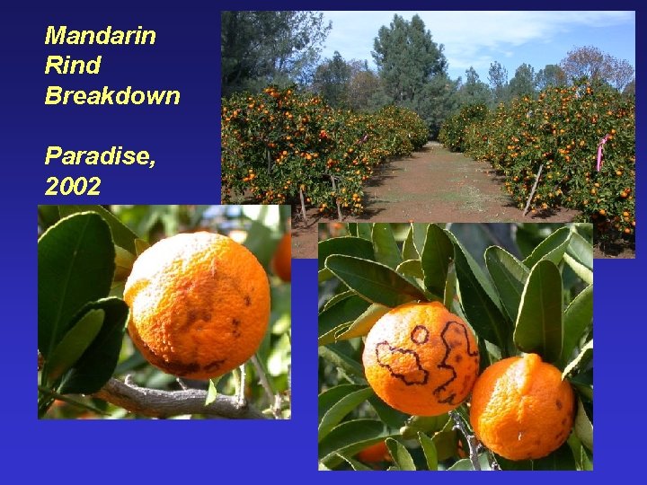 Etiology and Management of Rind Breakdown of Mandarins