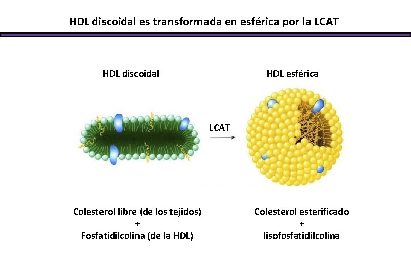 Fisiopatologa del metabolismo lipdicolipoproteico Lipoprotenas enzimas ...