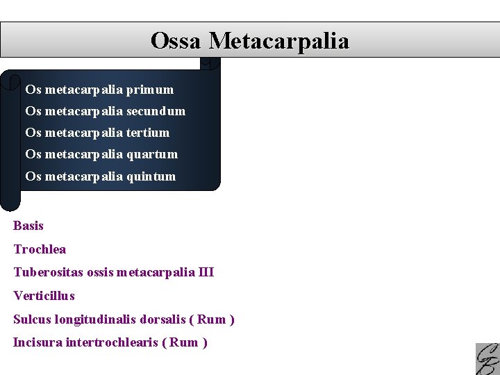 Ossa Antebrachii n Kol Kemikleri RADIUS ULNA Pronatio