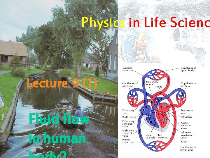 Physics in Life Scienc Lecture 9 1 Fluid
