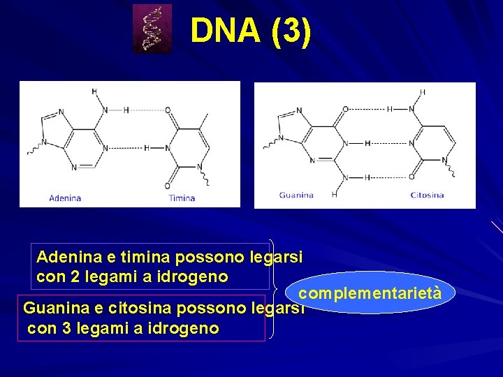 MITOCONDRI ORIGINE ENDOSIMBIONTICA 1 i mitocondri derivano evolutivamente