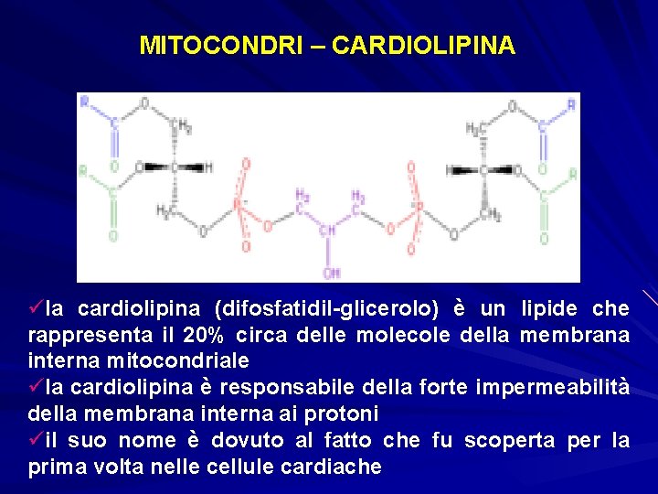 MITOCONDRI ORIGINE ENDOSIMBIONTICA 1 i mitocondri derivano evolutivamente