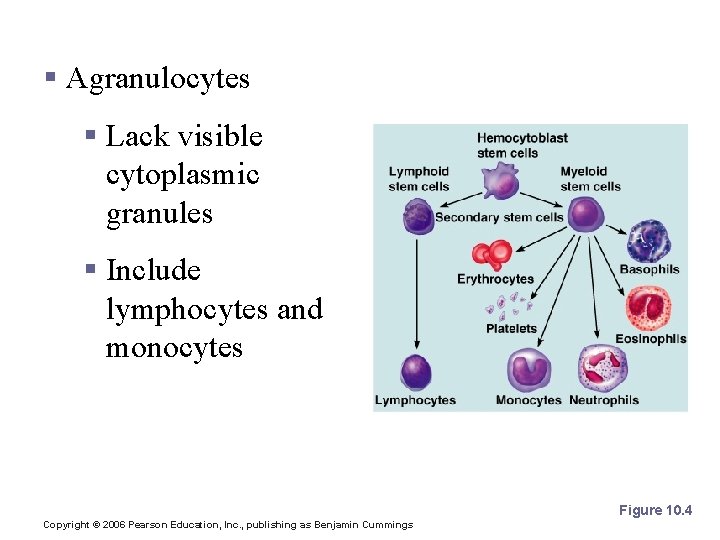 10 Blood Power Point Lecture Slide Presentation by