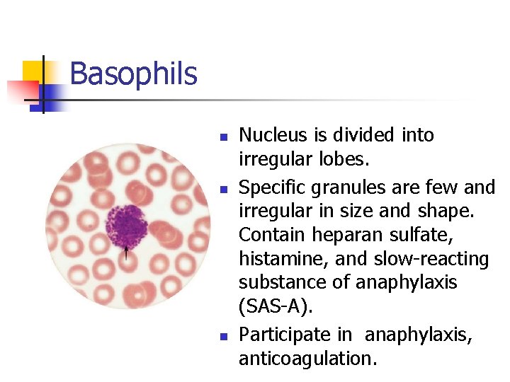 Chapter 4 Blood Overview of Blood n n