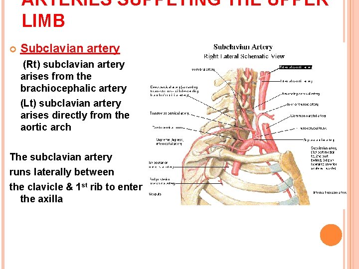 CARDIOVASCULAR SYSTEM Vessels of the human body Prof