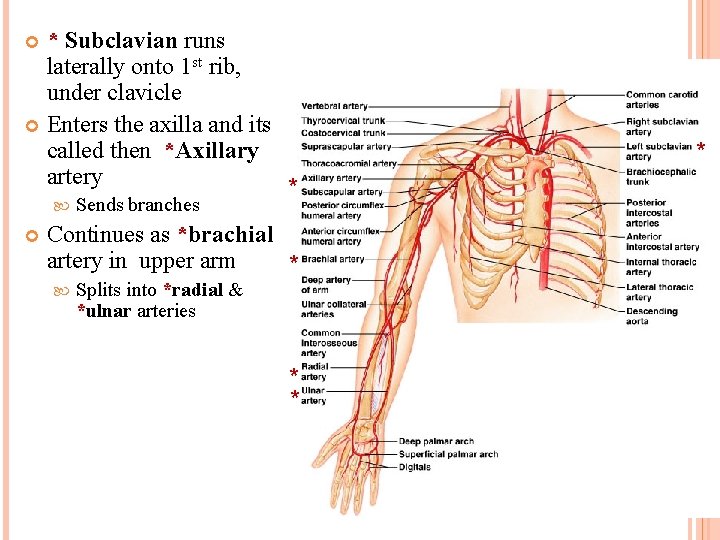 CARDIOVASCULAR SYSTEM Vessels of the human body Prof