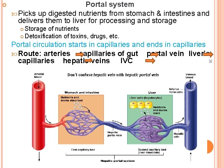CARDIOVASCULAR SYSTEM Vessels of the human body Prof