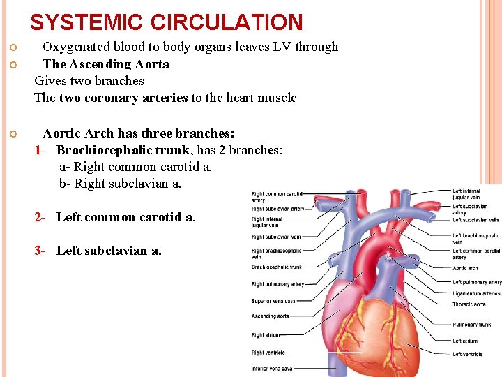 CARDIOVASCULAR SYSTEM Vessels of the human body Prof