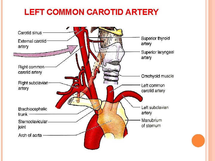 CARDIOVASCULAR SYSTEM Vessels of the human body Prof