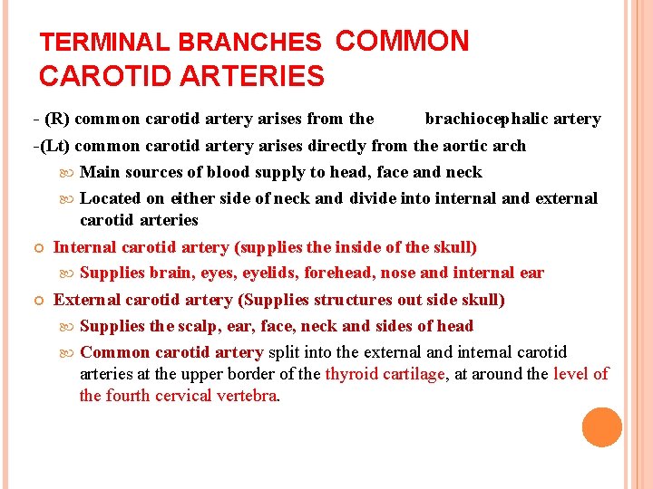 CARDIOVASCULAR SYSTEM Vessels of the human body Prof