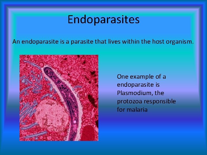 Relationships in Ecology By Amanda Definitions and examples