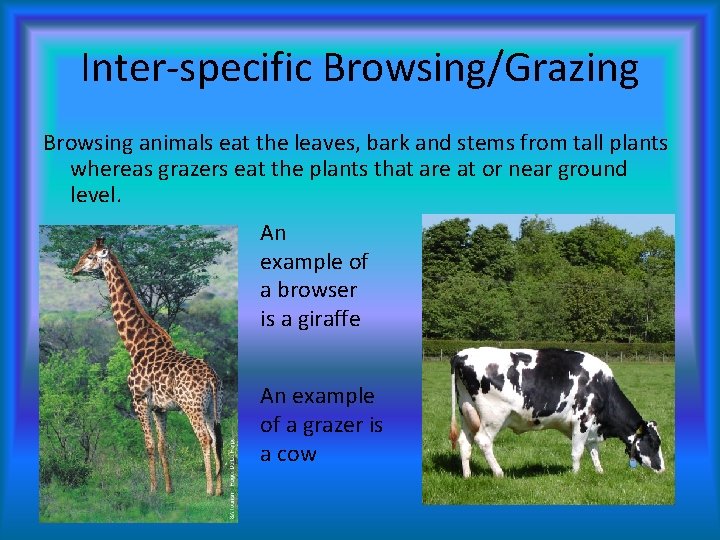 Relationships in Ecology By Amanda Definitions and examples