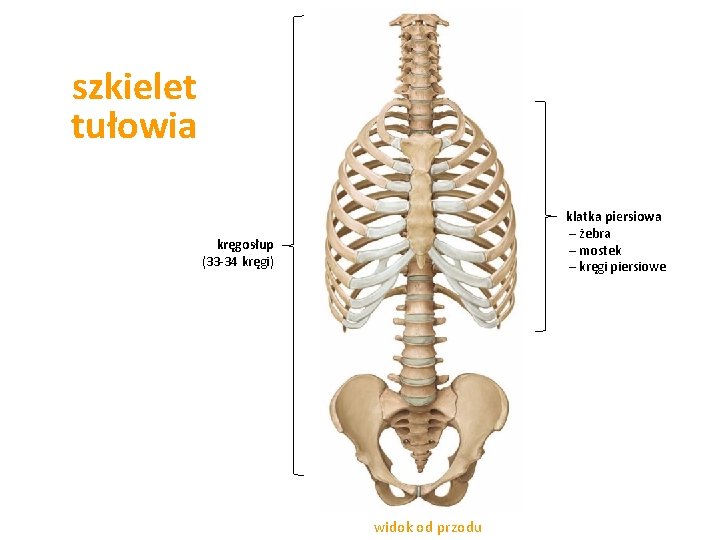 Koci tuowia szkielet tuowia klatka piersiowa ebra mostek