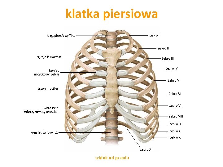 Koci tuowia szkielet tuowia klatka piersiowa ebra mostek