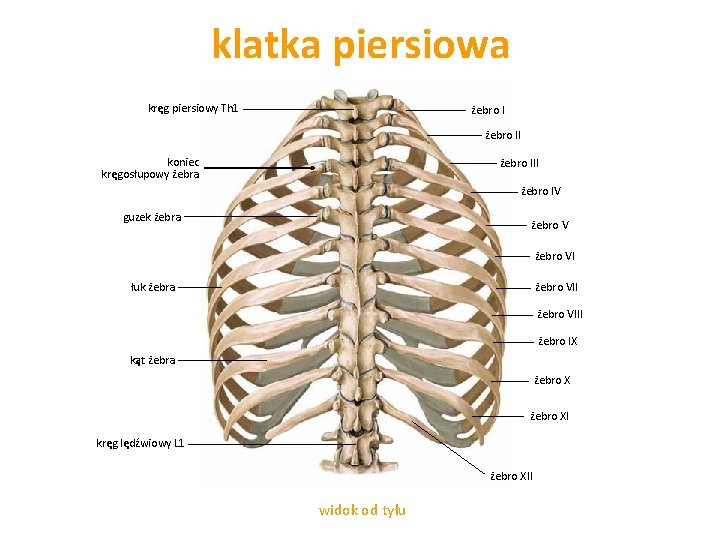 Koci tuowia szkielet tuowia klatka piersiowa ebra mostek