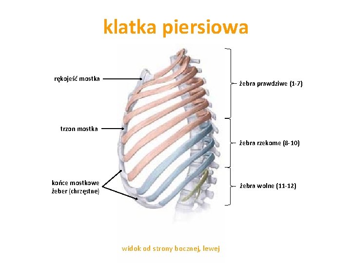 Koci tuowia szkielet tuowia klatka piersiowa ebra mostek
