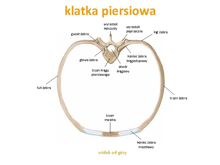 Koci tuowia szkielet tuowia klatka piersiowa ebra mostek