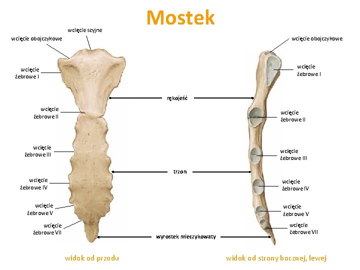 Koci tuowia szkielet tuowia klatka piersiowa ebra mostek