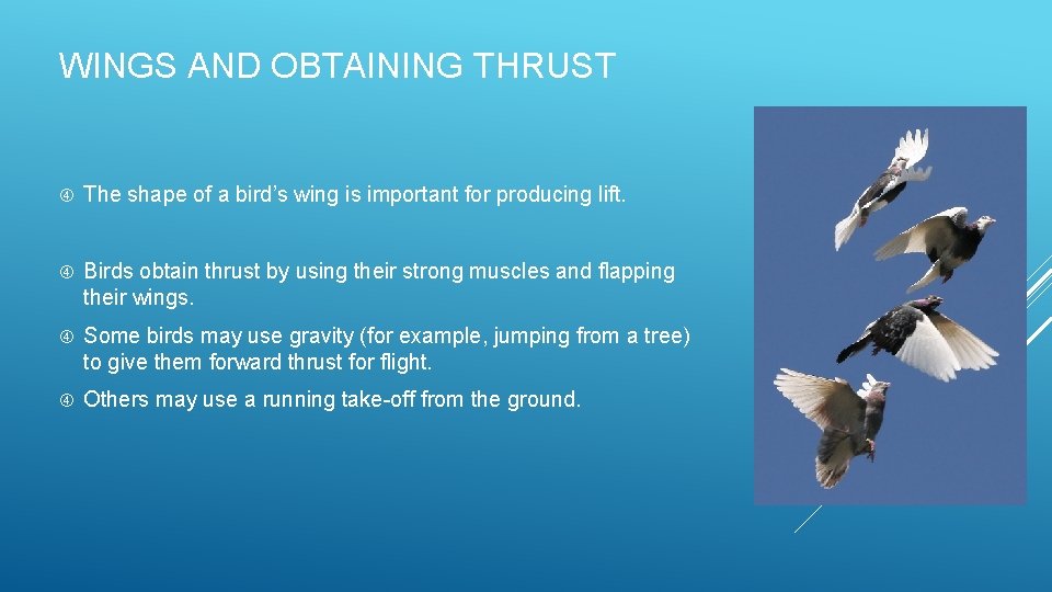 HOW DO BIRDS FLY AEROPLANES We know that