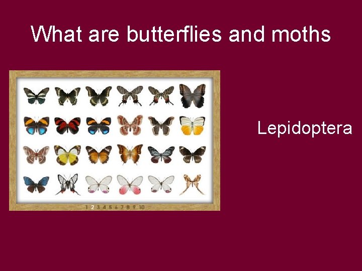 Butterflies and Moths Third Grade Life Science What