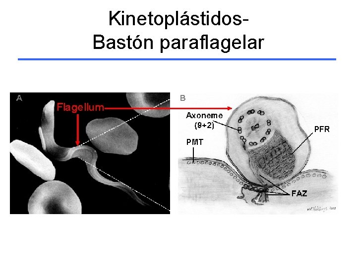 FLAGELADOS Flagelados Generalidades Por lo menos uno de