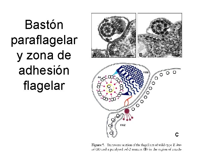 FLAGELADOS Flagelados Generalidades Por lo menos uno de