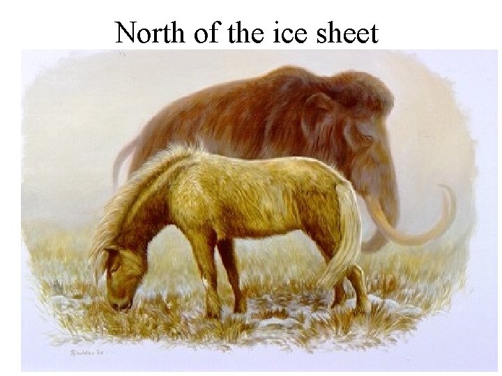 Pleistocene megafauna Reference sites Yukon Beringia Interpretive Centre