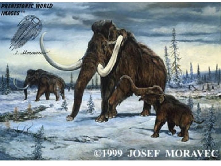 Pleistocene megafauna Reference sites Yukon Beringia Interpretive Centre