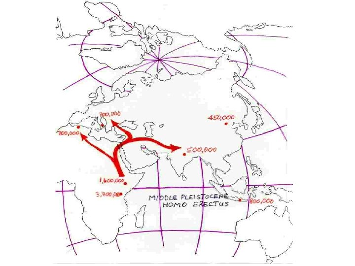 Pleistocene megafauna Reference sites Yukon Beringia Interpretive Centre