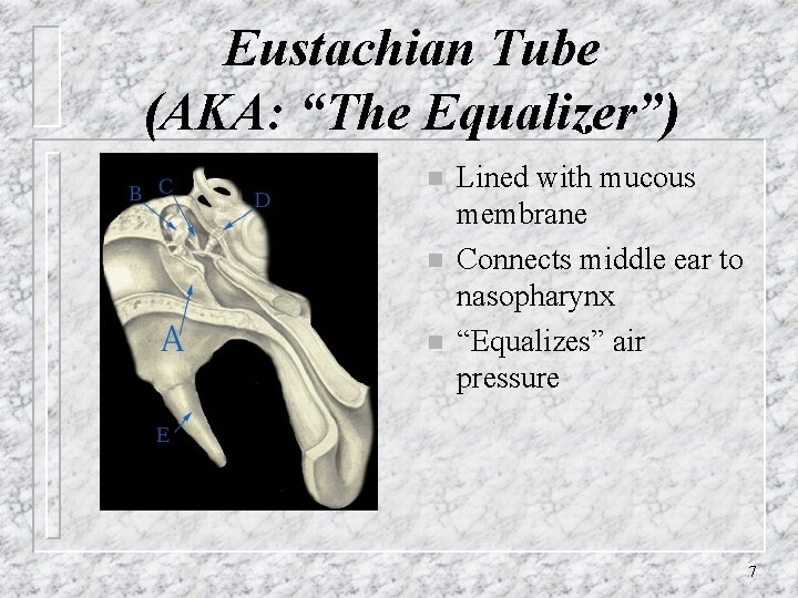 ANATOMY AND PHYSIOLOGY OF THE EAR HEARING 1