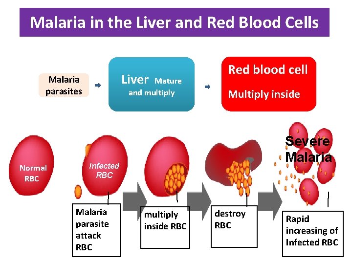 Malaria Objectives of learning this topic To understand