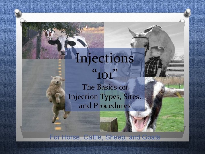 Injections 101 The Basics on Injection Types Sites
