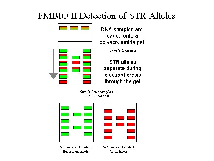 JS 115 Introduction to STRs I Pre class