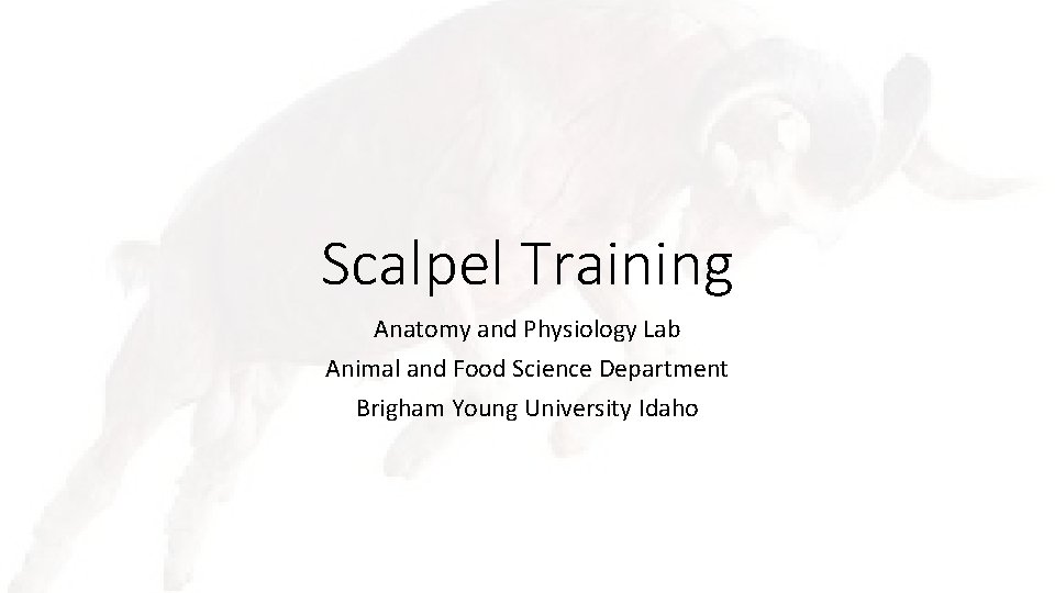 Scalpel Training Anatomy and Physiology Lab Animal and