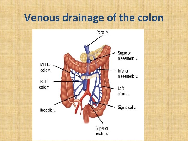 Colon disease Dr mohammadzadeh Arterial blood supply to