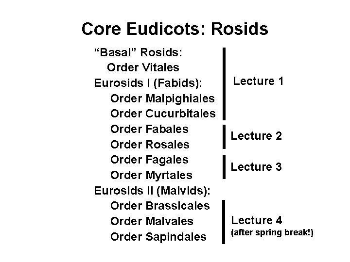 Rosids Part 2 Eurosids I Fabales Rosales Spring