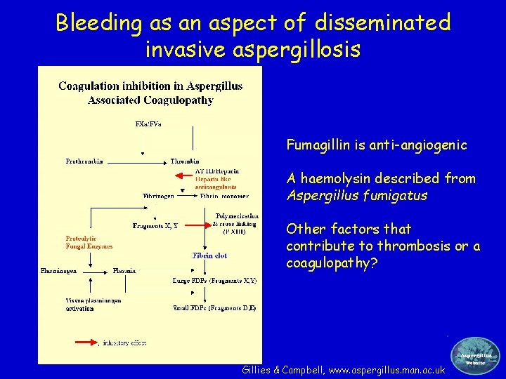 The extraordinary spectrum of diseases caused by Aspergillus