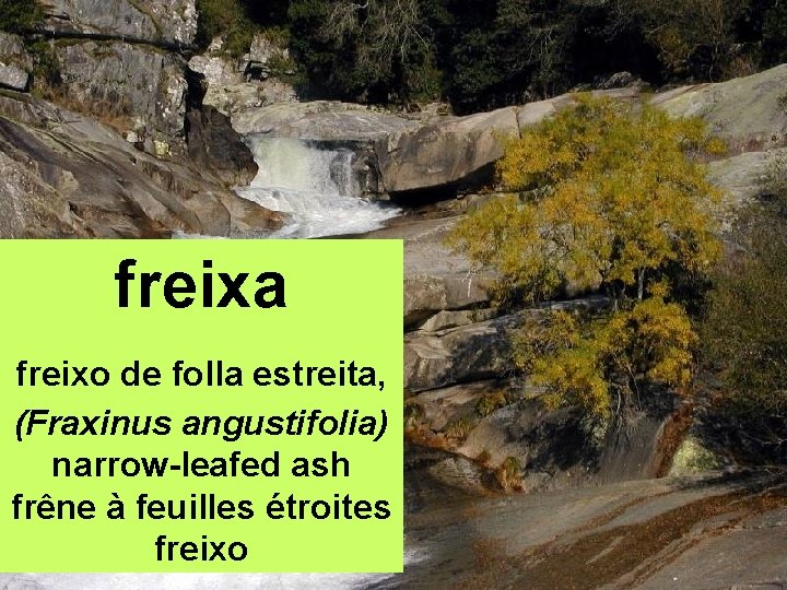 freixa freixo de folla estreita Fraxinus angustifolia narrowleafed