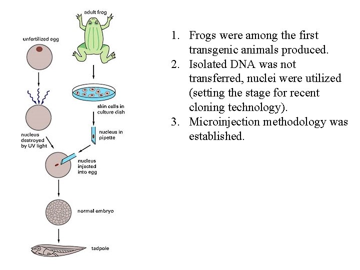 18 Transgenic Models Approaches Used in the Analysis