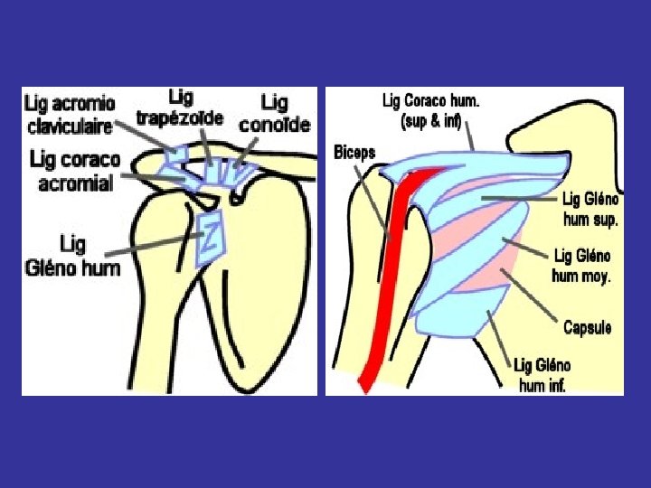 Arthrologie SCAPULO HUMERALE Articulation fixation musc Surfaces articulaires