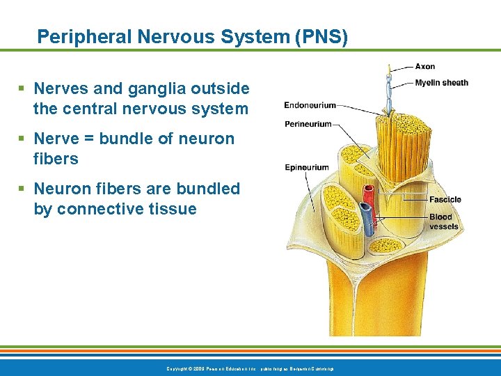 Power Point Lecture Slide Presentation by Patty BostwickTaylor
