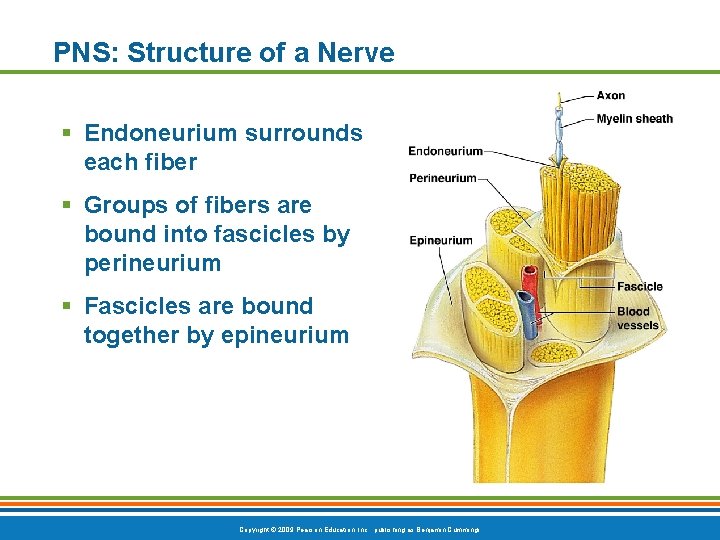 Power Point Lecture Slide Presentation by Patty BostwickTaylor