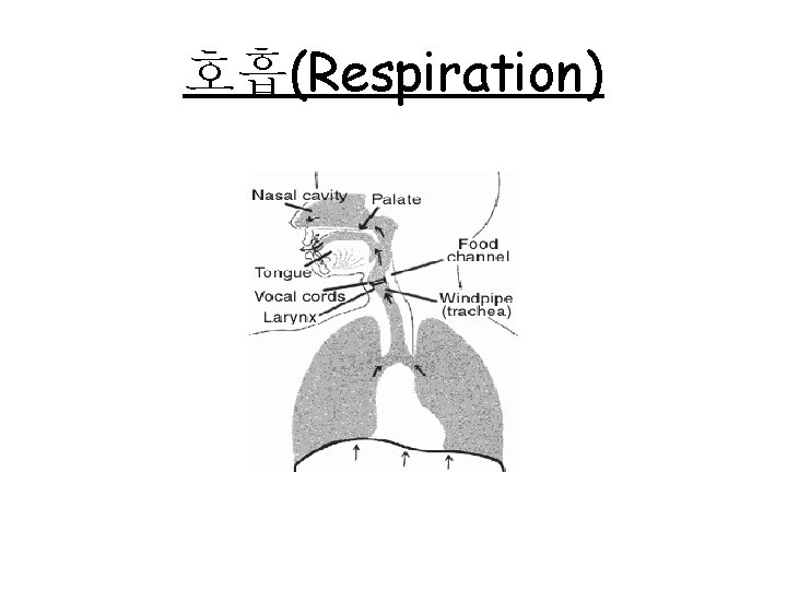Respiration Respiration Inhalation Atmosphere Pressure Lungs Pressure ...