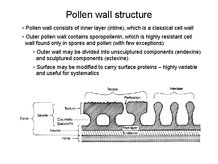 Gametogenesis and Sporogenesis Scott Russell Office 210 NML