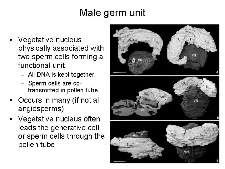 Gametogenesis and Sporogenesis Scott Russell Office 210 NML