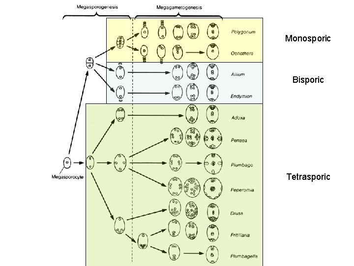 Gametogenesis and Sporogenesis Scott Russell Office 210 NML
