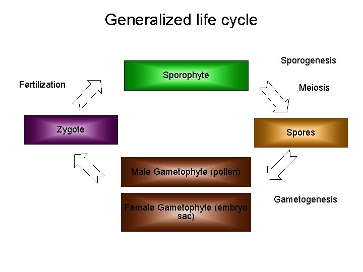 Gametogenesis and Sporogenesis Scott Russell Office 210 NML